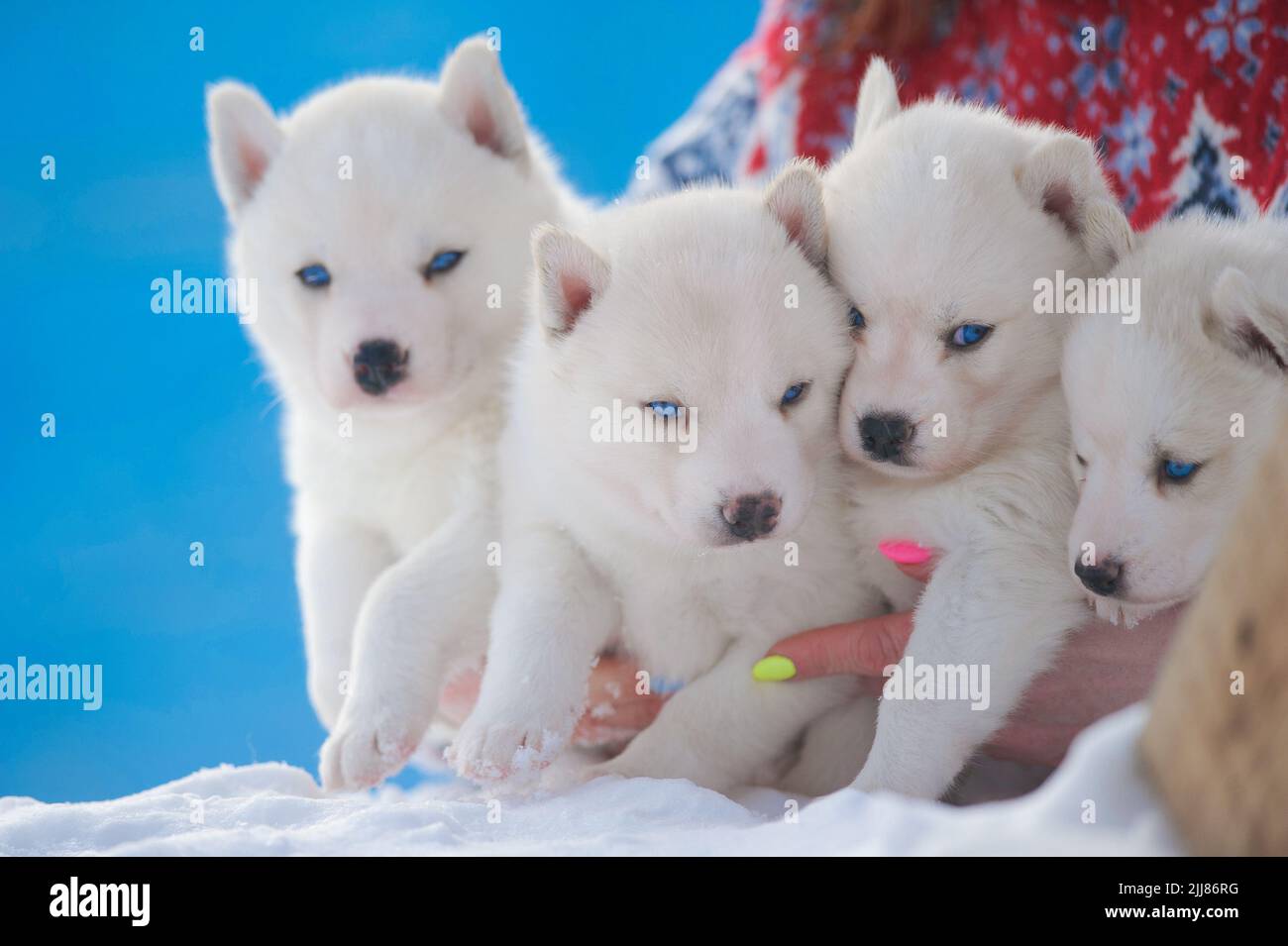 Cute little white siberian husky pups in human hands over a blue Stock ...