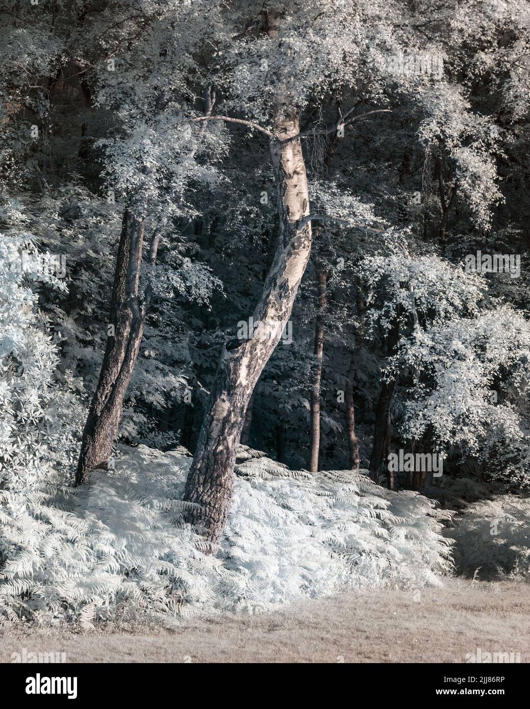Beautiful false colour infrared forest landscape image Stock Photo - Alamy