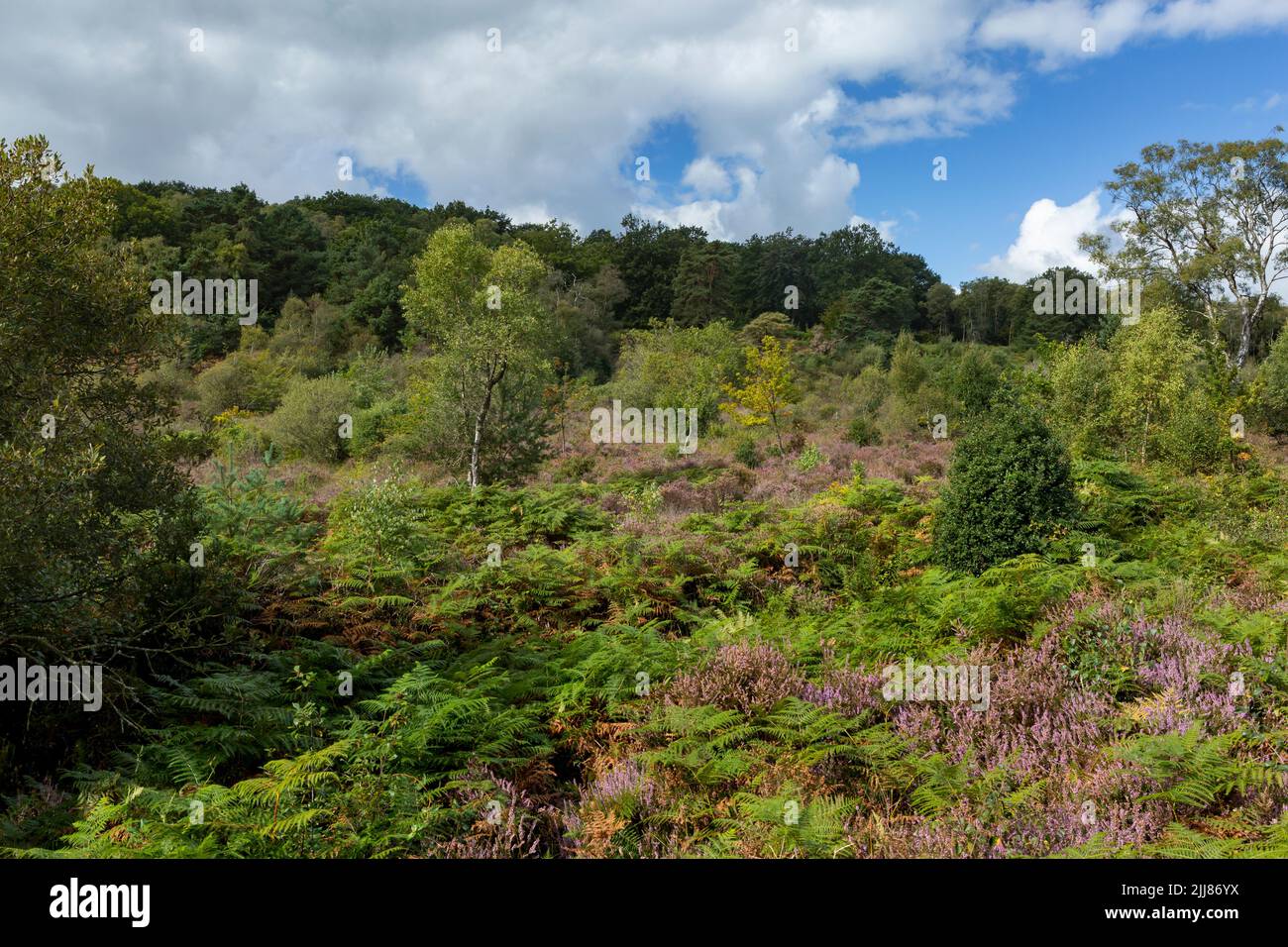 Landscape view of heathland habitat, Bystock Pools, Devon, UK ...