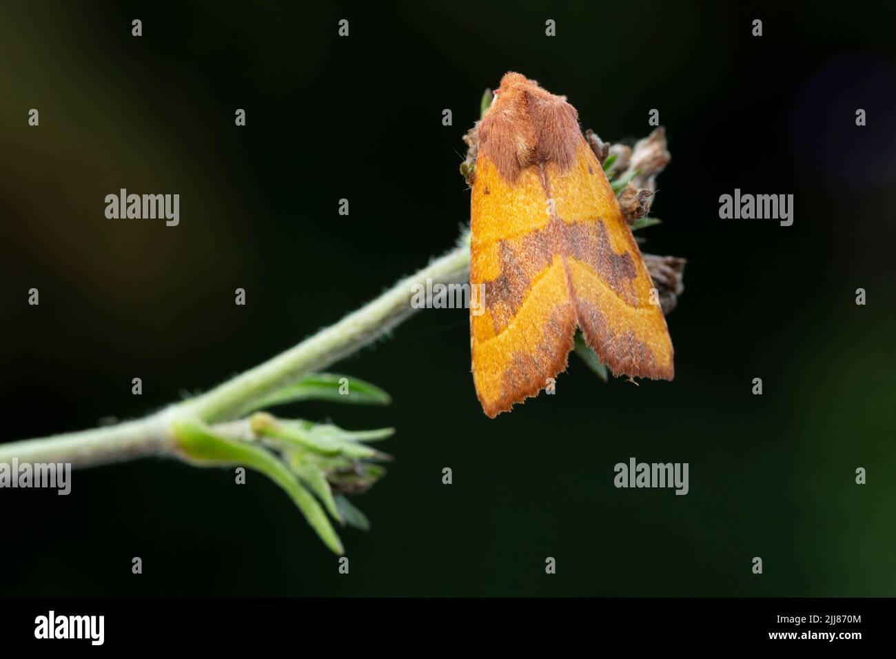 Centre barred moth hi-res stock photography and images - Alamy