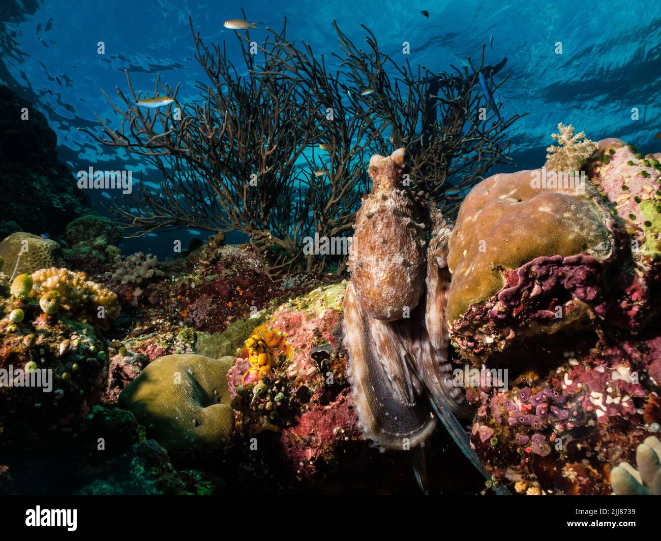Reefscape in the Coral Triangle Stock Photo - Alamy