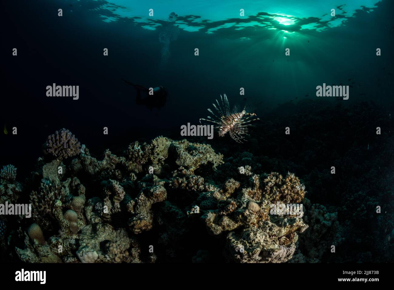 Red Sea Underwater Scenery Stock Photo - Alamy
