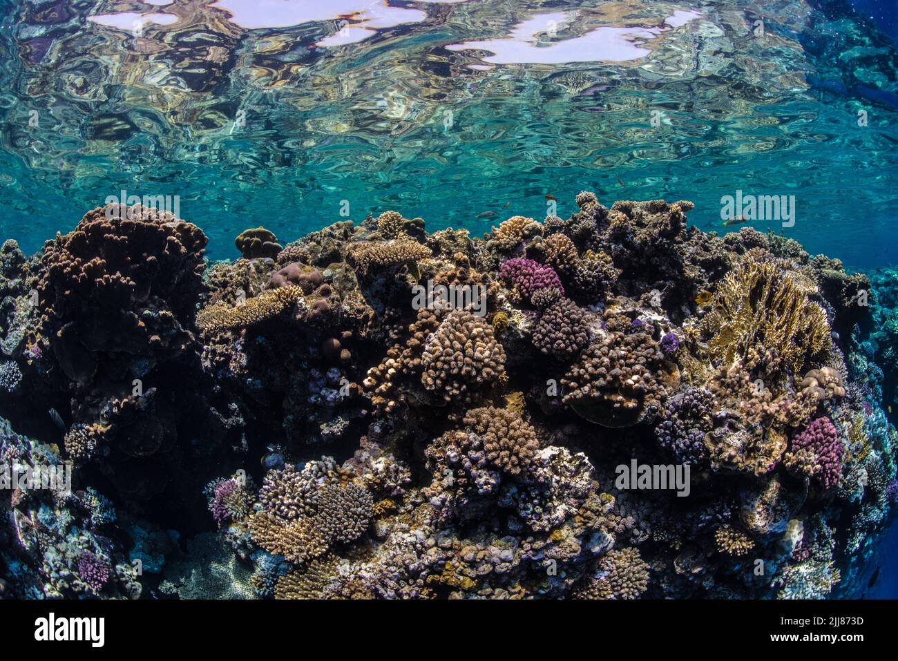 Coral reefscape hi-res stock photography and images - Alamy