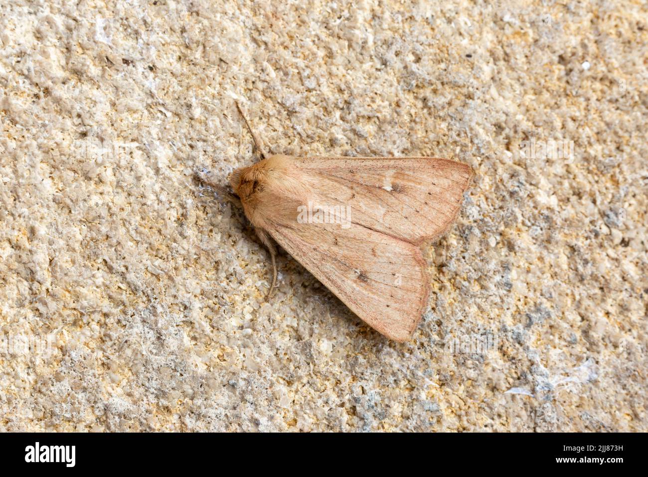 Clay moth hi-res stock photography and images - Alamy