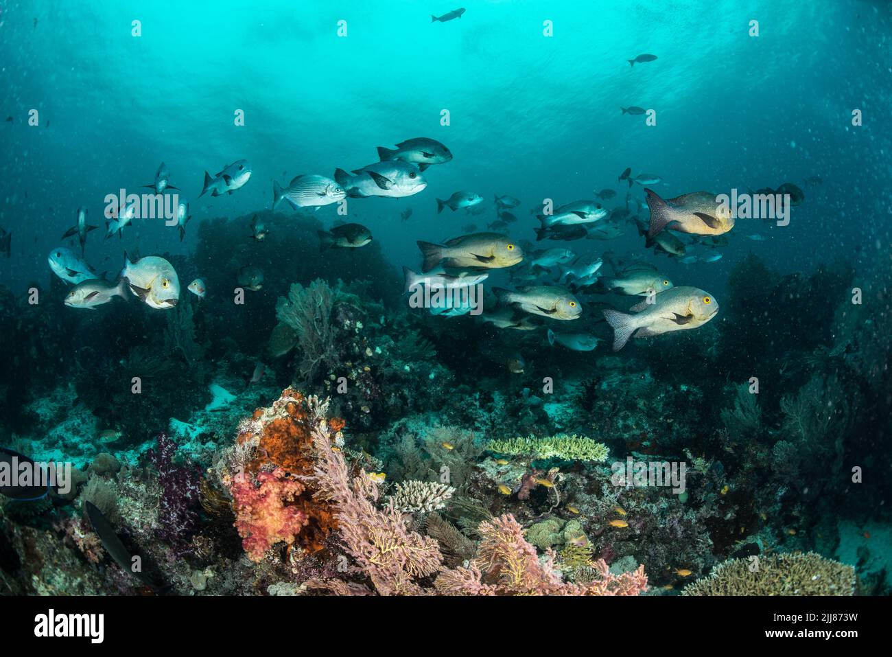 Reefscape in the Coral Triangle Stock Photo - Alamy