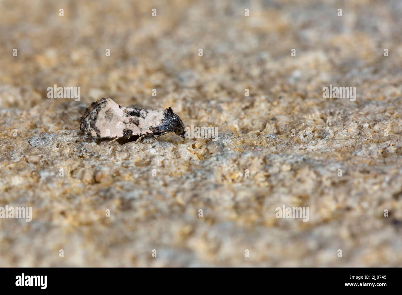 Black-headed conch Cochylis atricapitana, imago roosting on stone ...