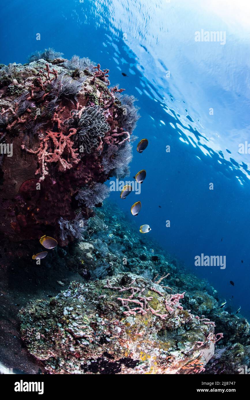Coral reefscape hi-res stock photography and images - Alamy