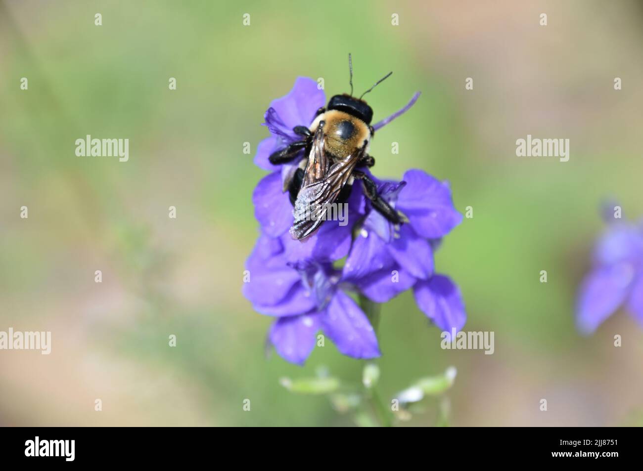 Terrific up close look at a bee pollinating a purple flower Stock Photo ...