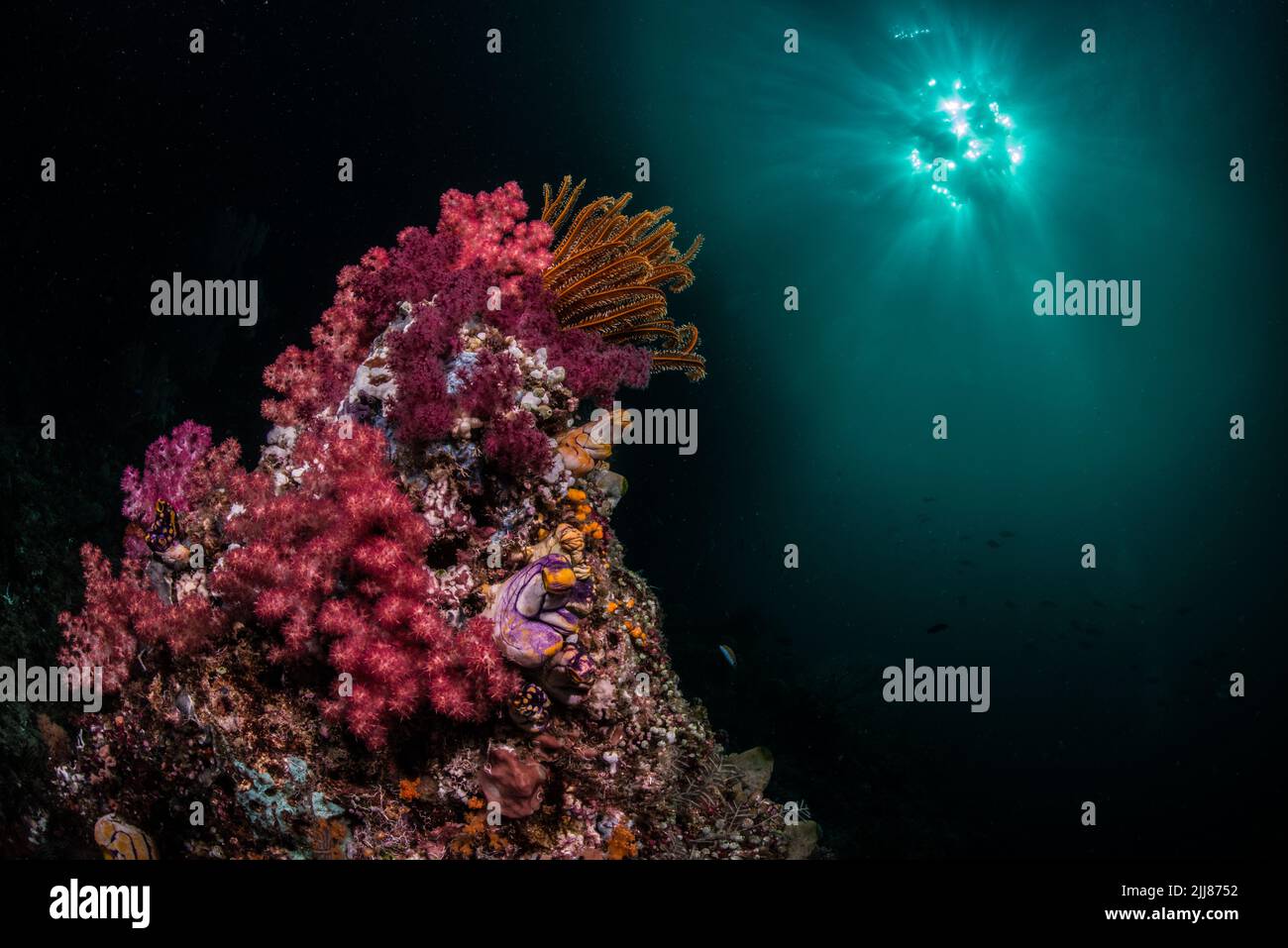 Coral reef scenery Stock Photo - Alamy
