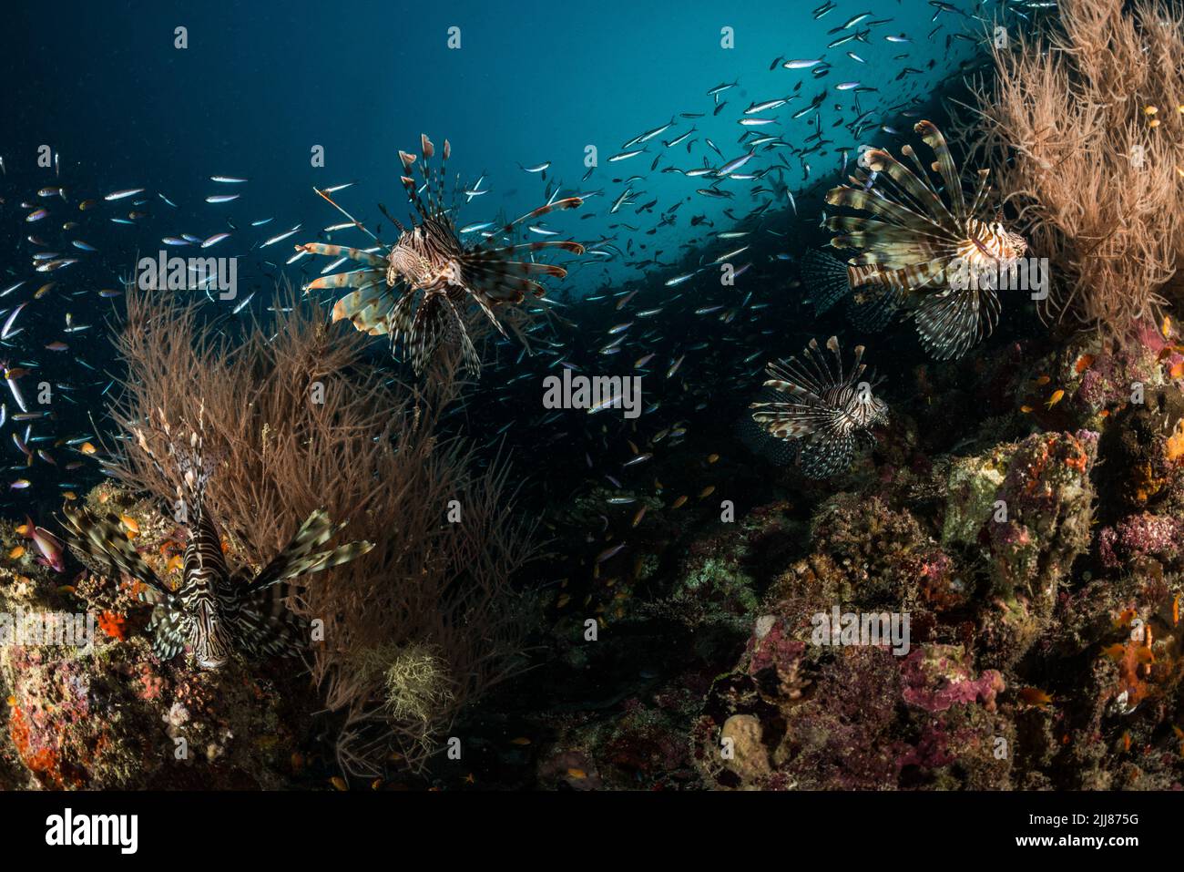 Coral reef scenery Stock Photo - Alamy