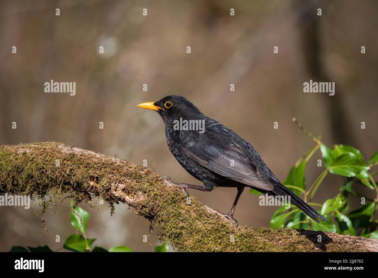 Beautiful Spring image of Blackbird Parus Major bird in forest ...