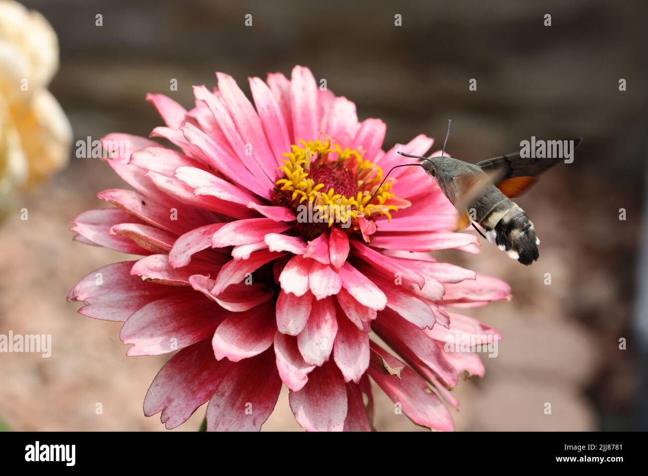 Hummingbird hawk-moth, Butterfly flies to a flower Stock Photo - Alamy