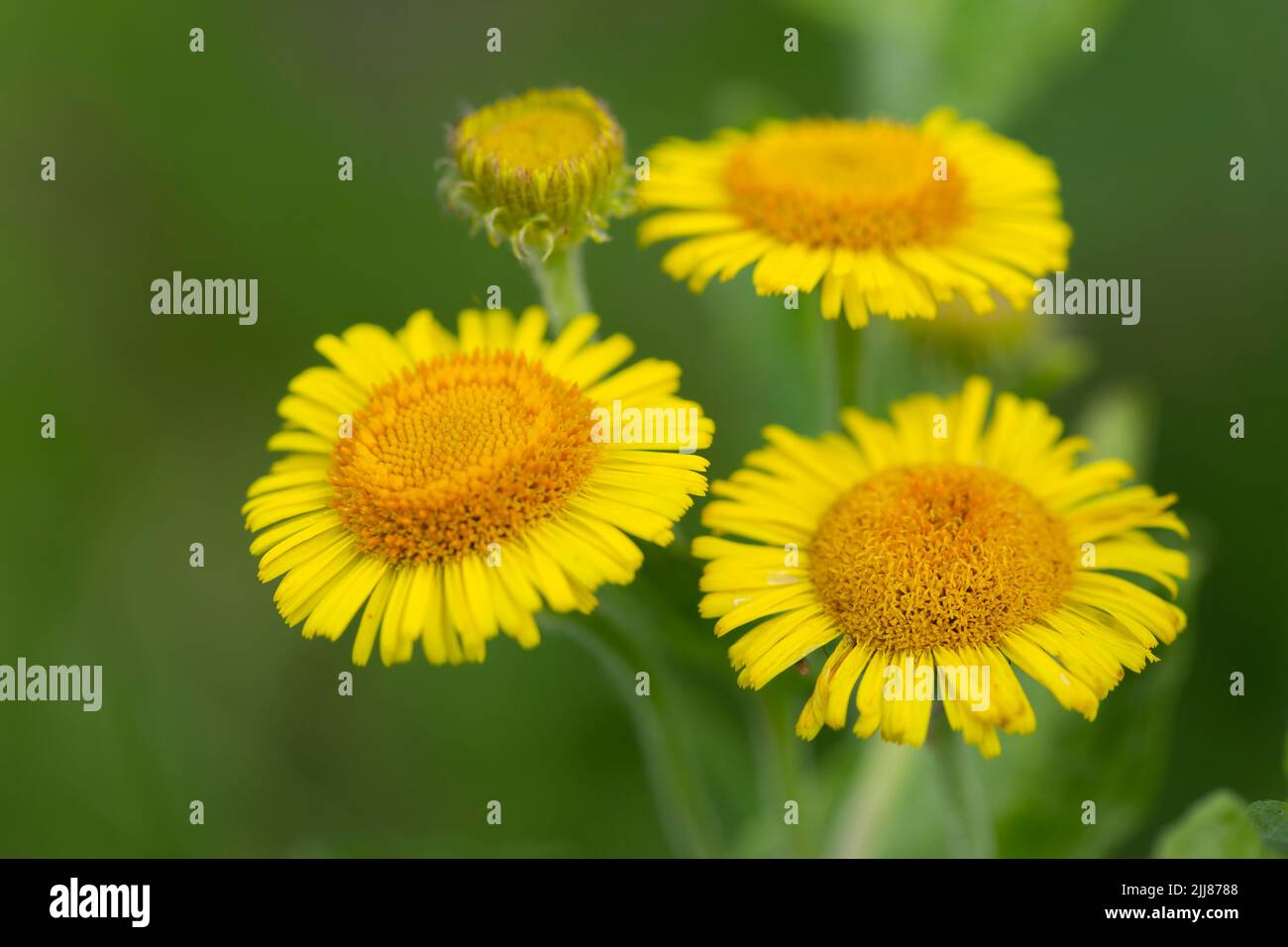 Common fleabane Pulicaria dysenterica, flowering, Bystock Pools, Devon ...