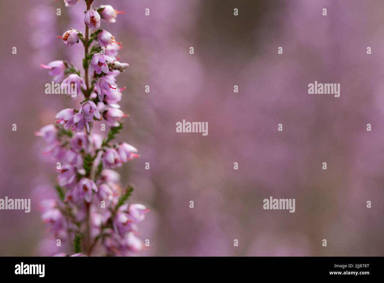 Common heather Calluna vulgaris, flowering, Bystock Pools, Devon, UK ...