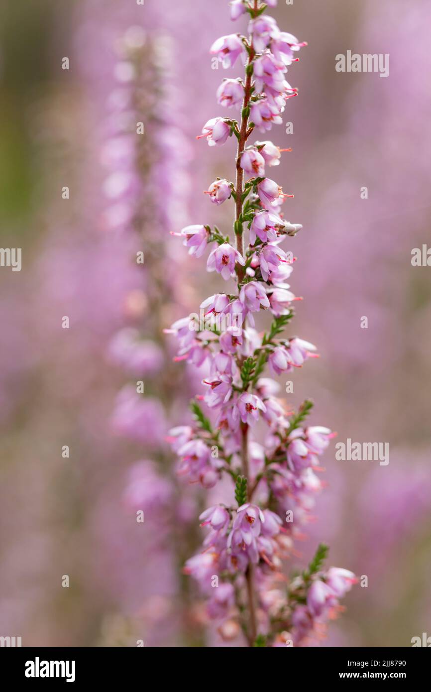 Common heather Calluna vulgaris, flowering, Bystock Pools, Devon, UK ...