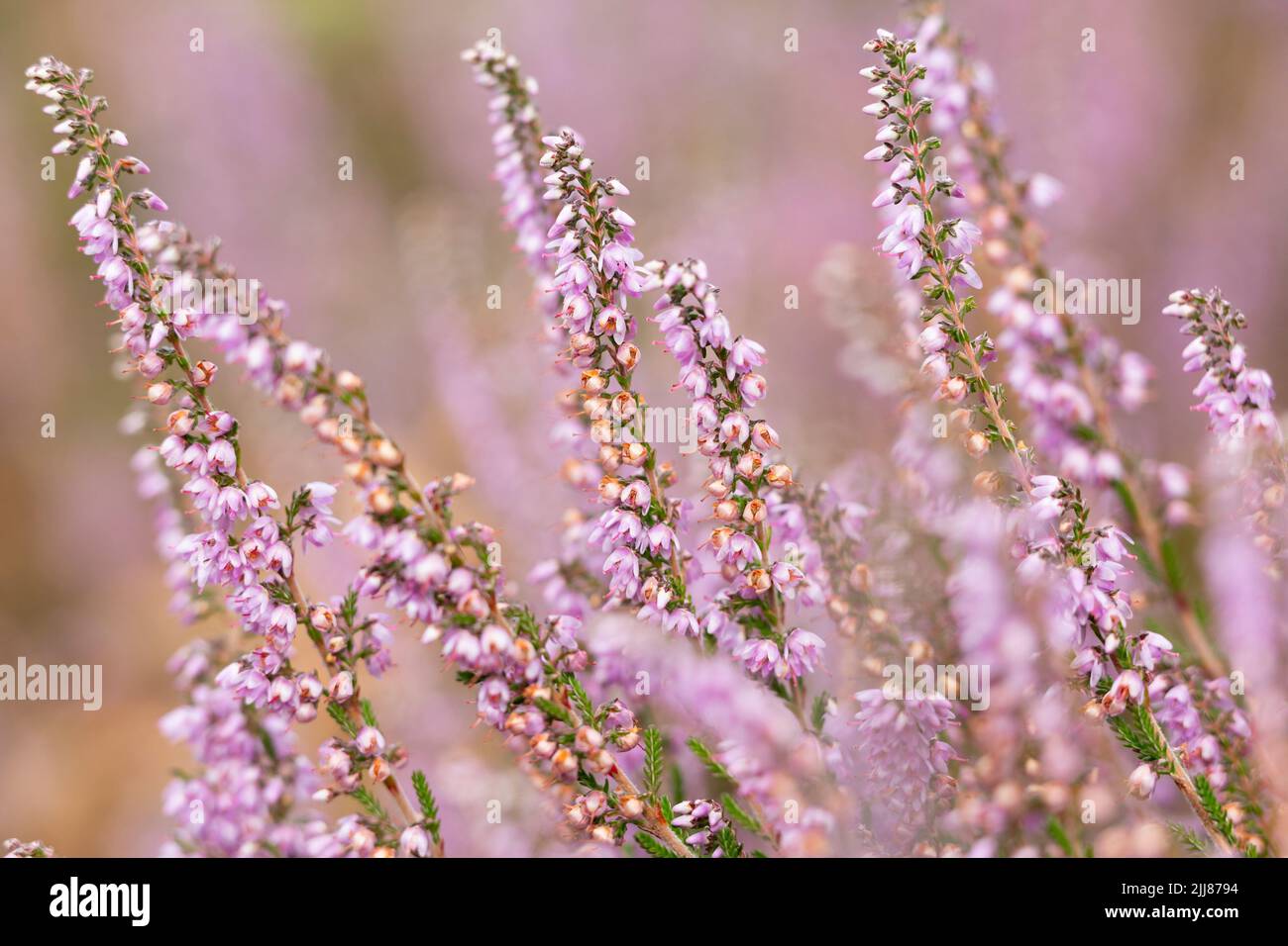 Common heather Calluna vulgaris, flowering, Bystock Pools, Devon, UK ...