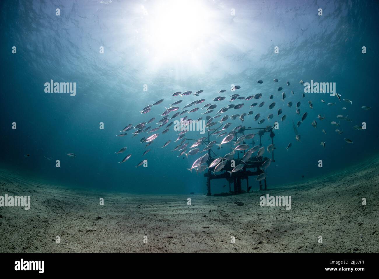 Coral reef scenery Stock Photo - Alamy