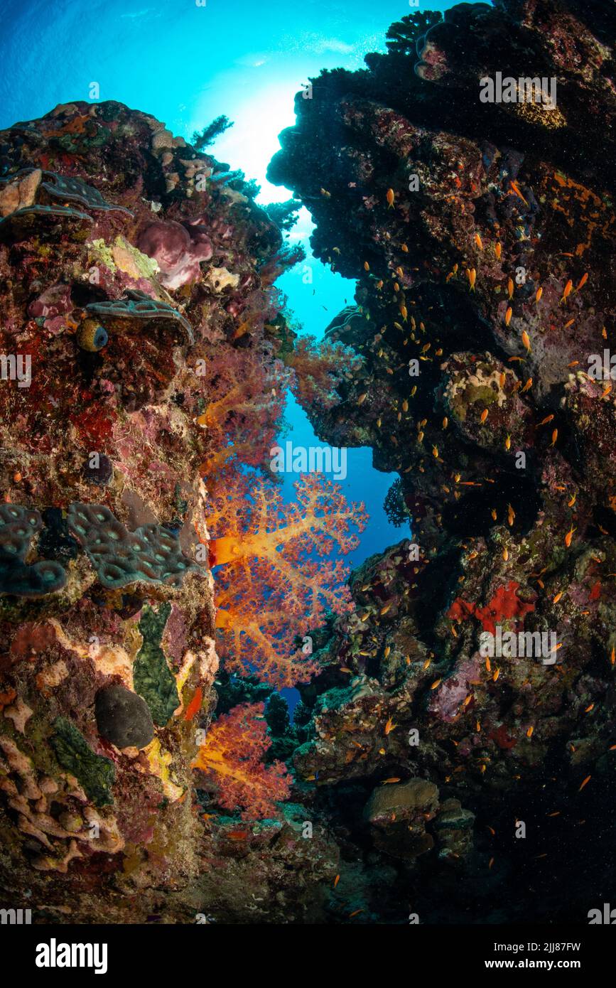 Coral reef scenery Stock Photo - Alamy