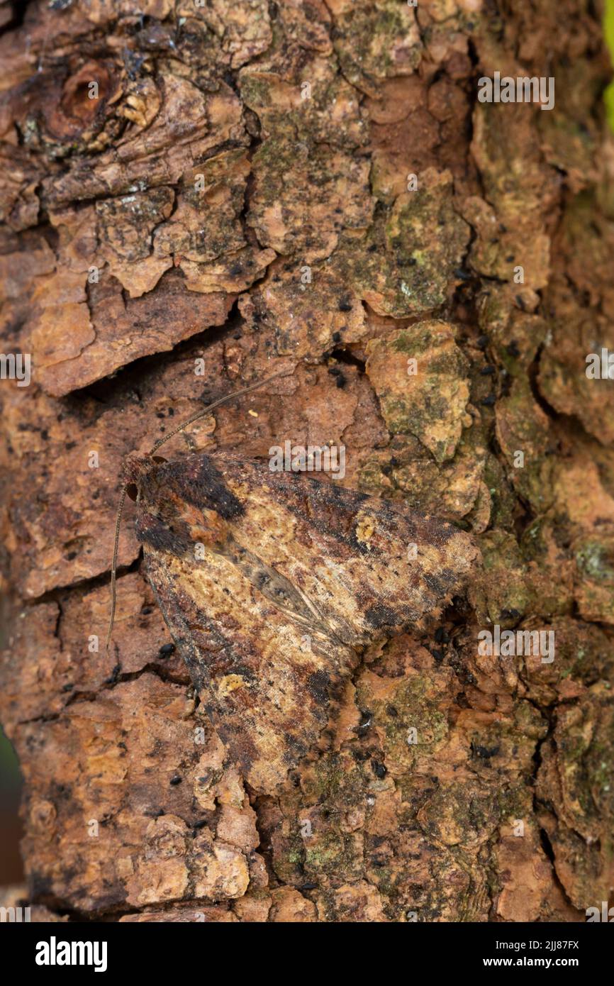 Common rustic Mesapamea secalis, imago roosting on branch, Weston-Super ...