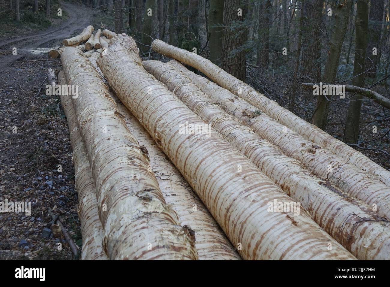 Freshly cut spruce logs hi-res stock photography and images - Alamy