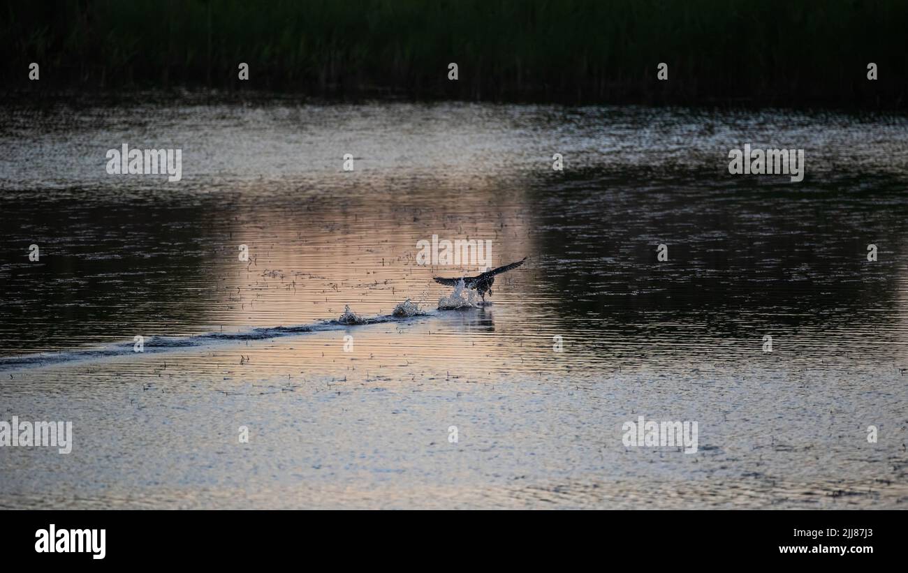 Coot duck running across lake water surface in sunrise sunlight ...