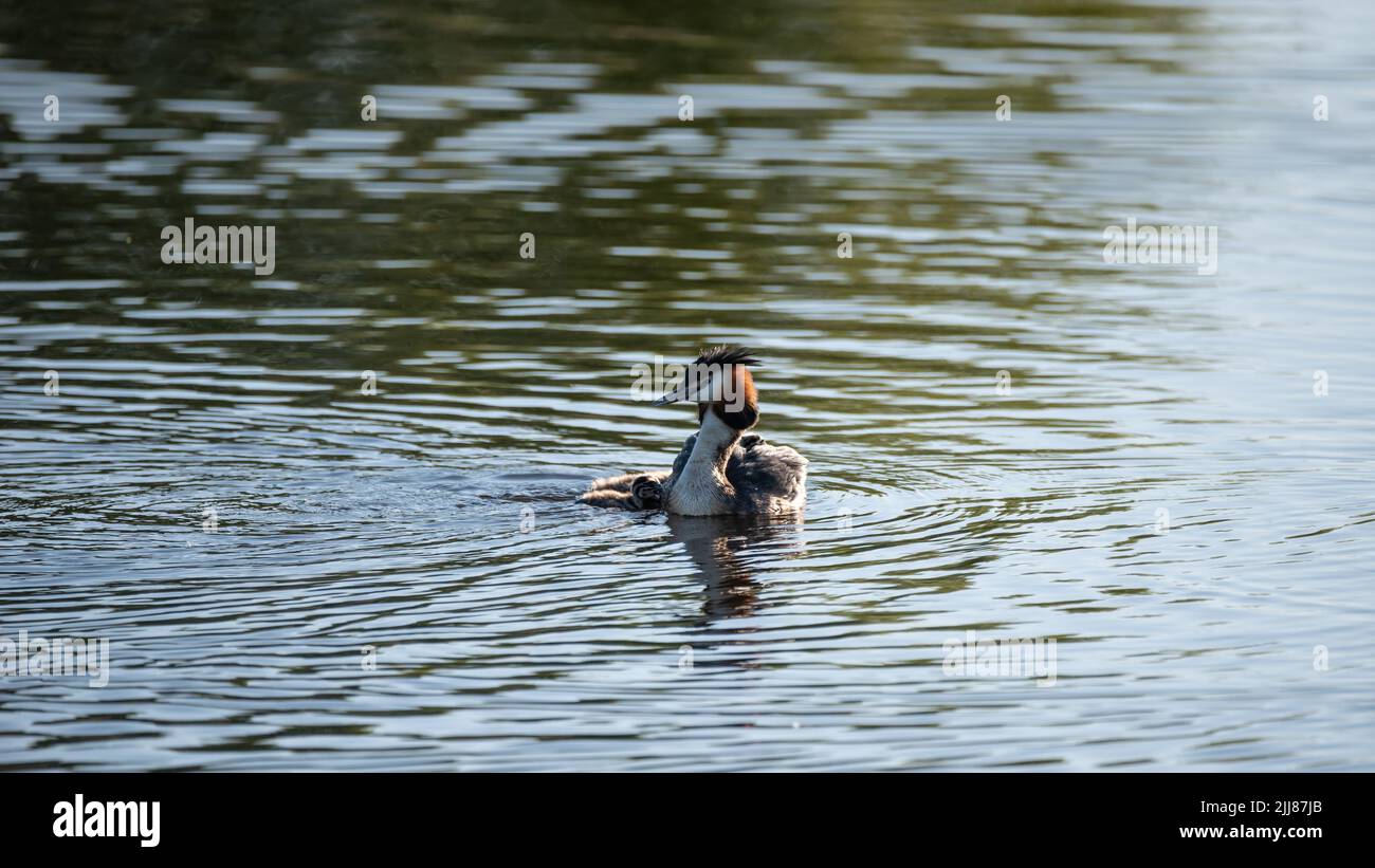 Beautiful image if Great Crested Grebe family with chicks on water of ...