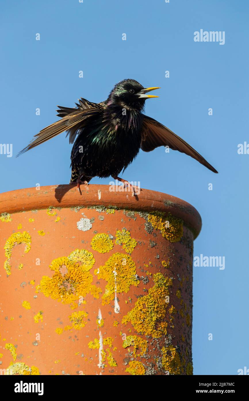 Common starling Sturnus vulgaris, adult, displaying from chimney pot ...