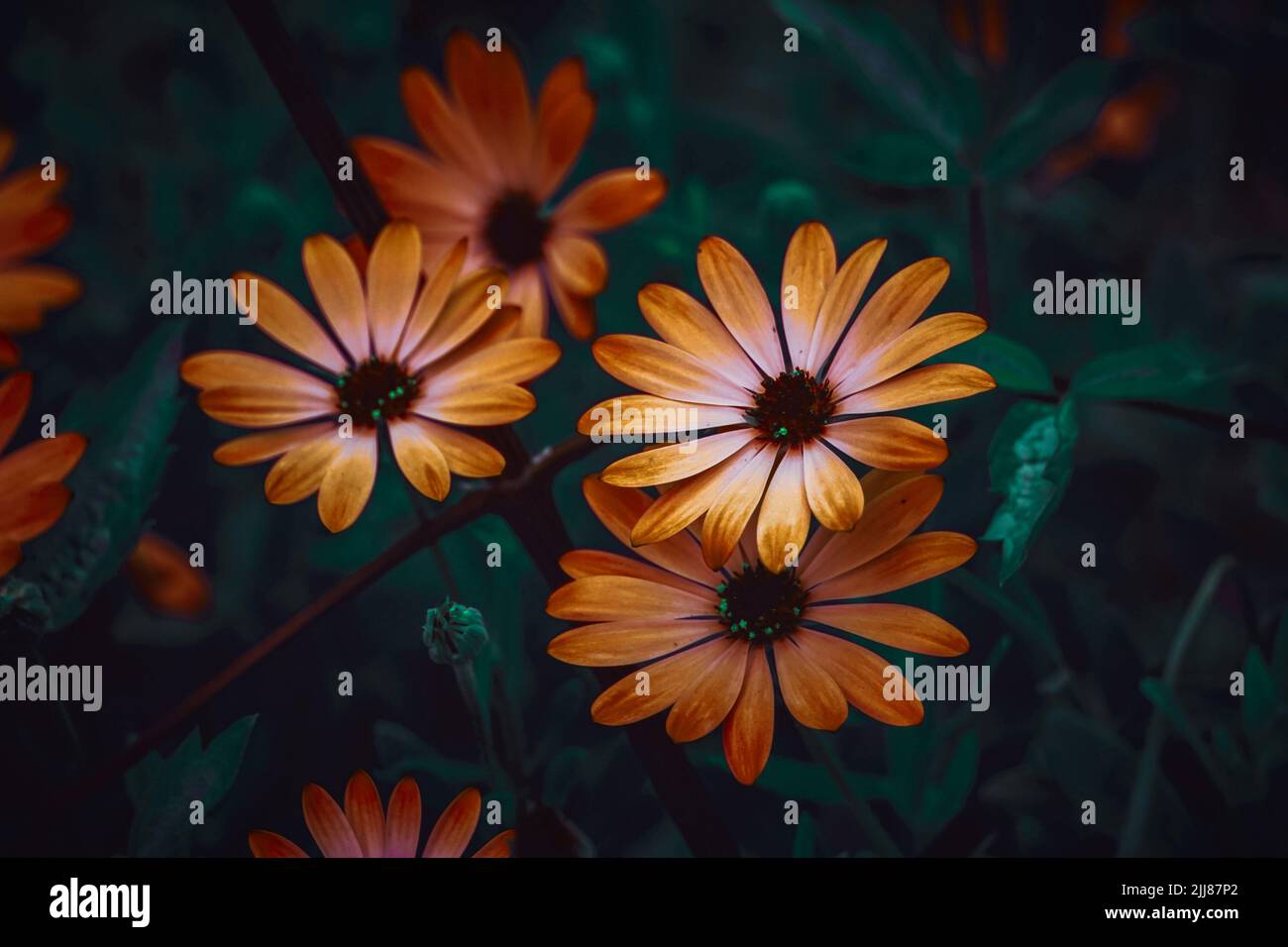 beautiful orange flowers in springtime Stock Photo - Alamy