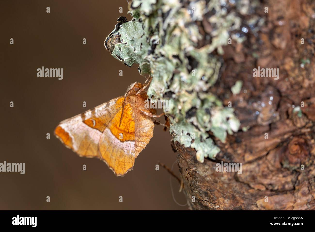 Early thorn Selenia dentaria, imago roosting on lichen-covered branch ...