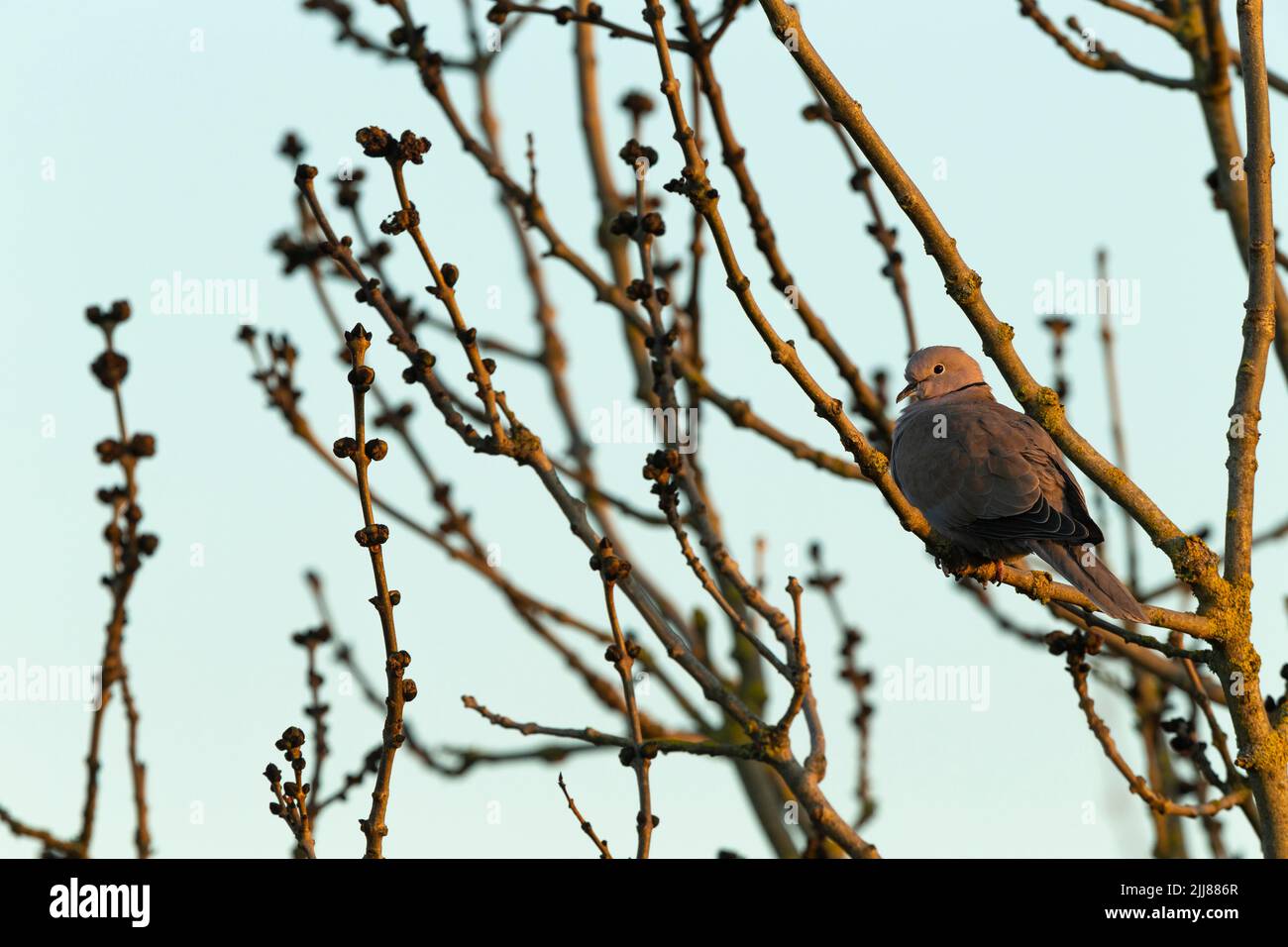 Ash dove hi-res stock photography and images - Alamy
