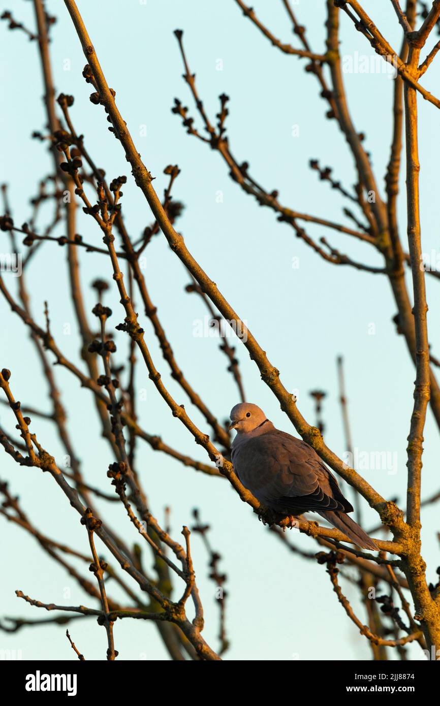 Ash dove hi-res stock photography and images - Alamy