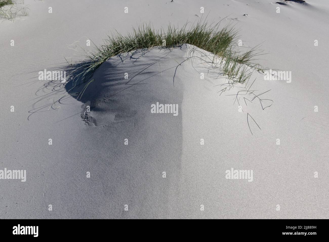 Wind blown sand piles up against tussock growing on a beach in New ...