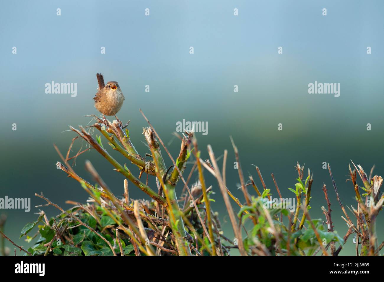 Eurasian wren Troglodytes troglodytes, adult, singing from flailed ...