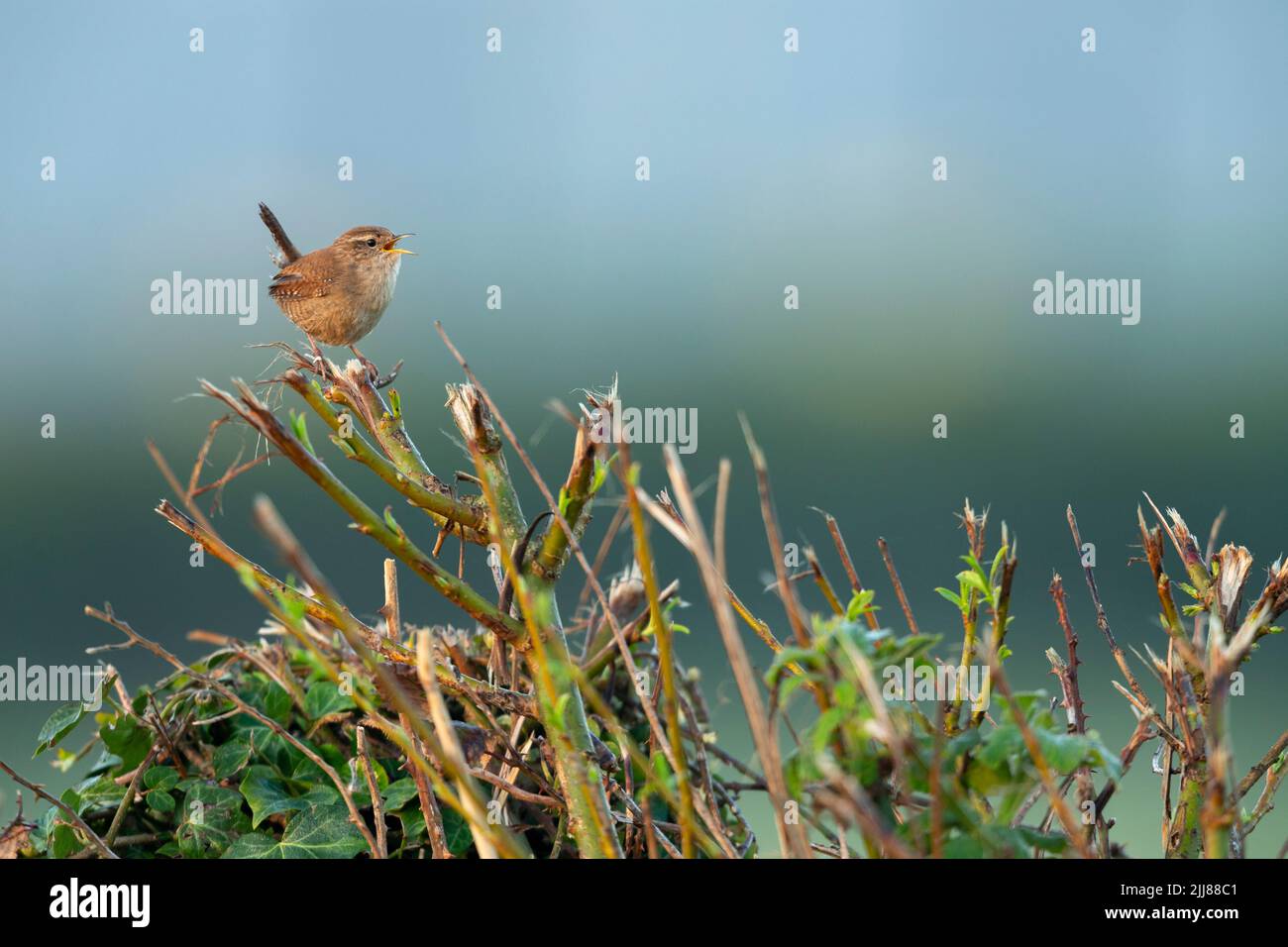Eurasian wren Troglodytes troglodytes, adult, singing from flailed ...