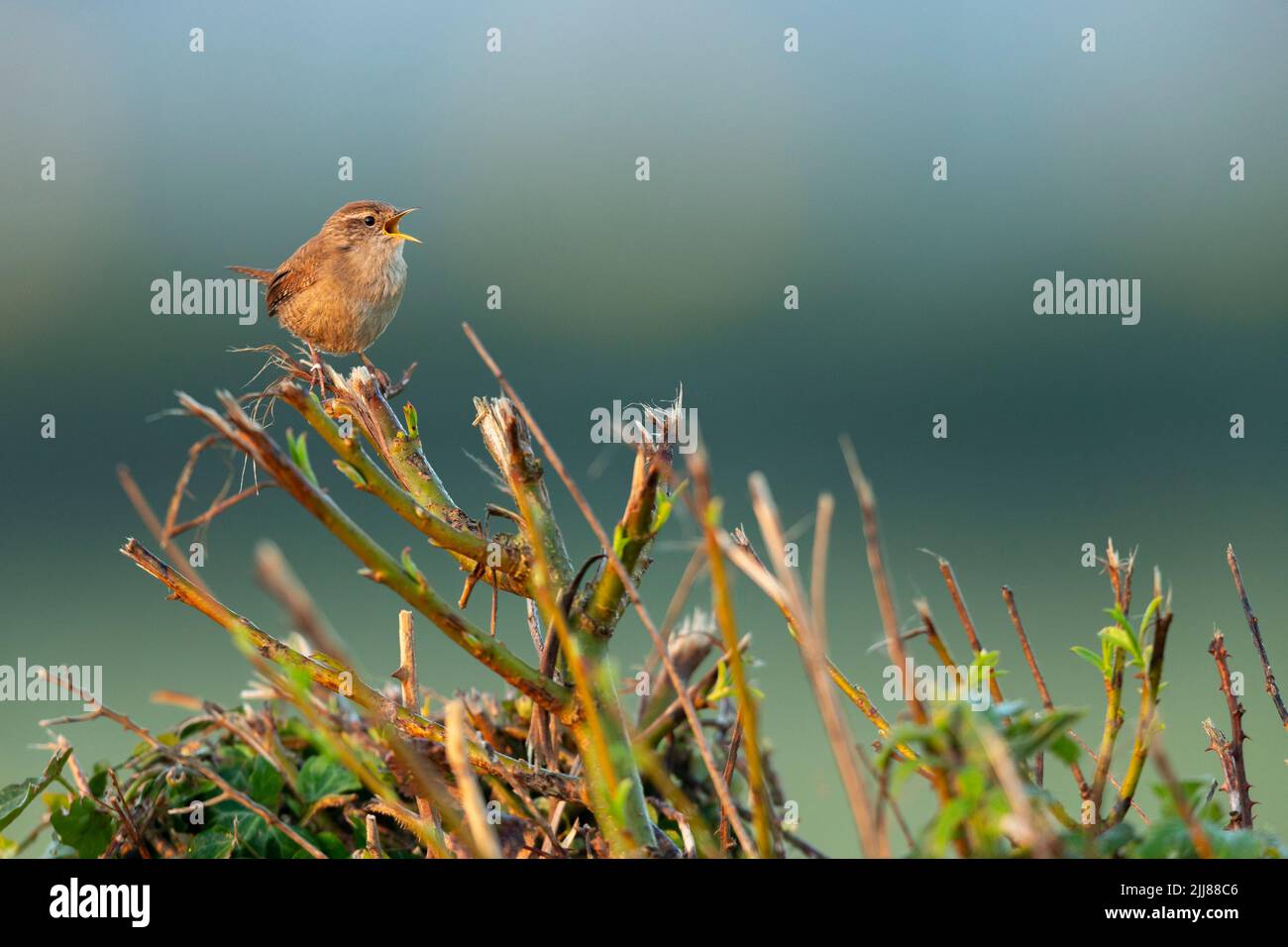 Eurasian wren Troglodytes troglodytes, adult, singing from flailed ...