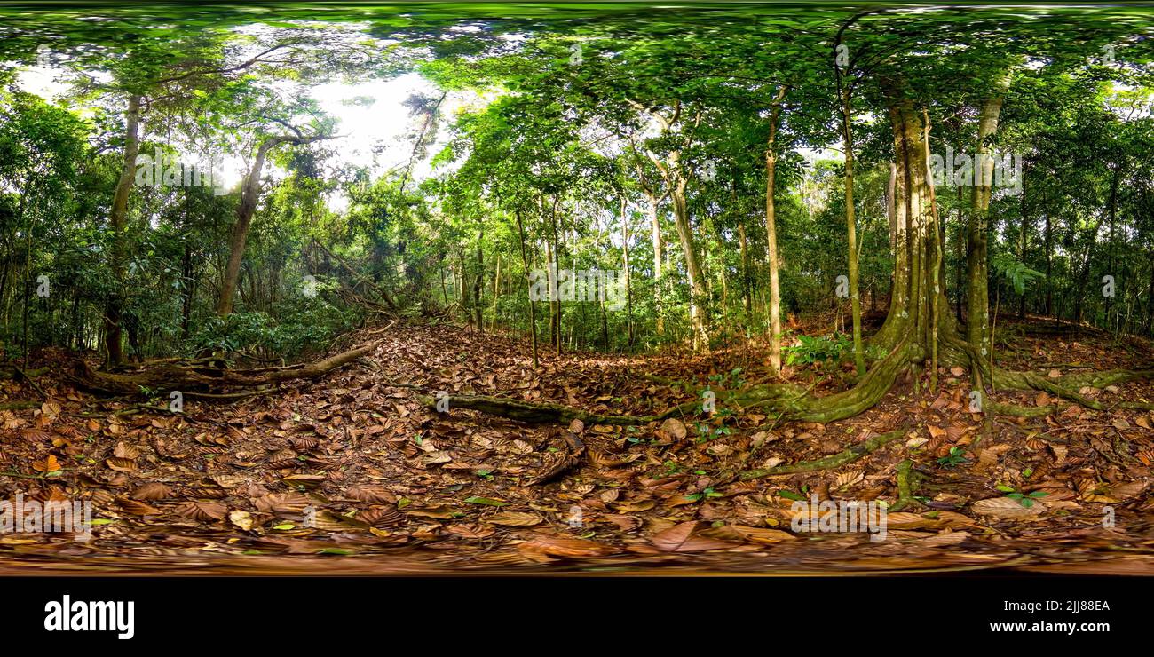 Tropical forest with lush vegetation in Sri Lanka. 360-Degree view ...