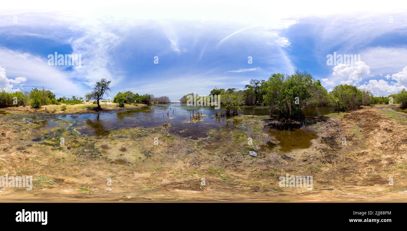 Trees in a picturesque lake or swamp with water lilies in the jungles ...