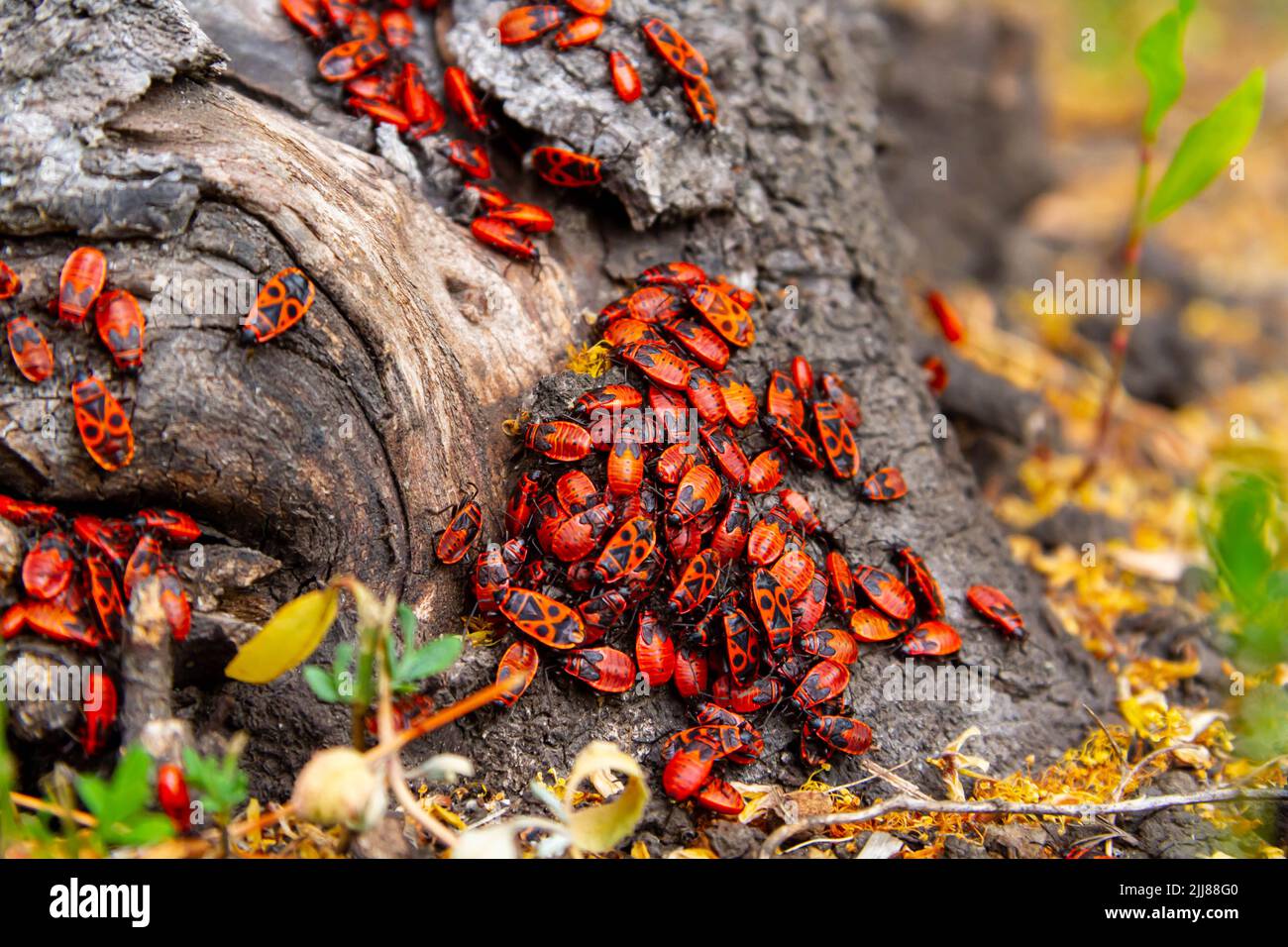 Red beetles. A flock of beetles sits on a stump. insects in the sun ...