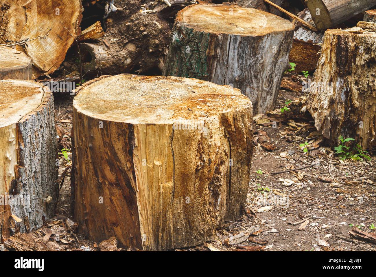 The problem of deforestation. Export of timber from the country ...