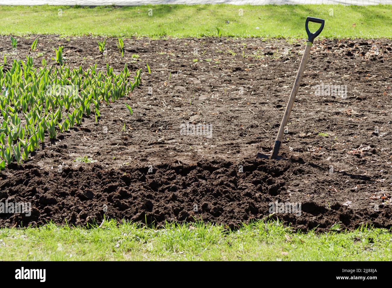 Cultivation of Cultivation of the land. Shovel and garden. rural ...
