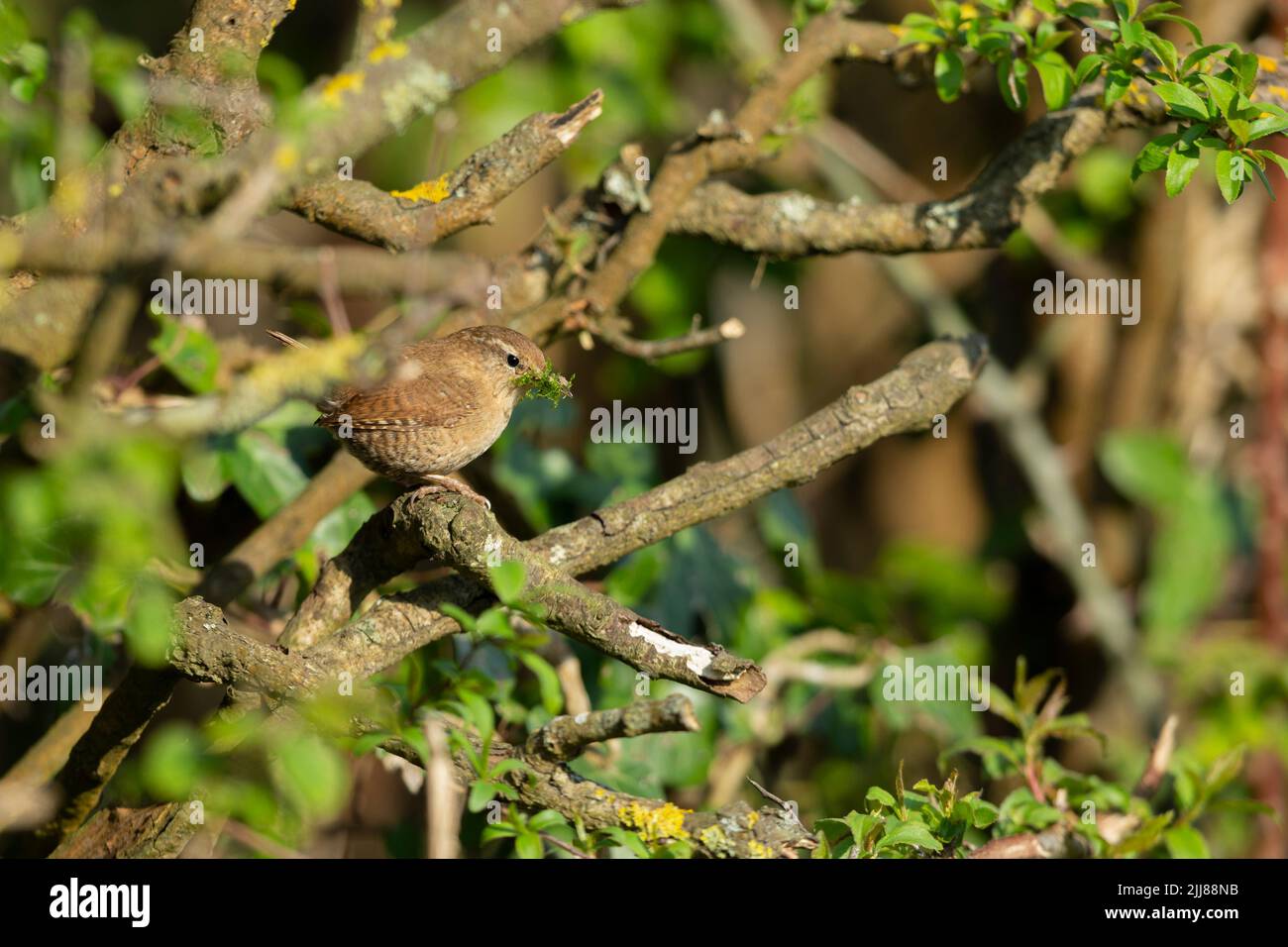 Eurasian wren at nest hi-res stock photography and images - Alamy