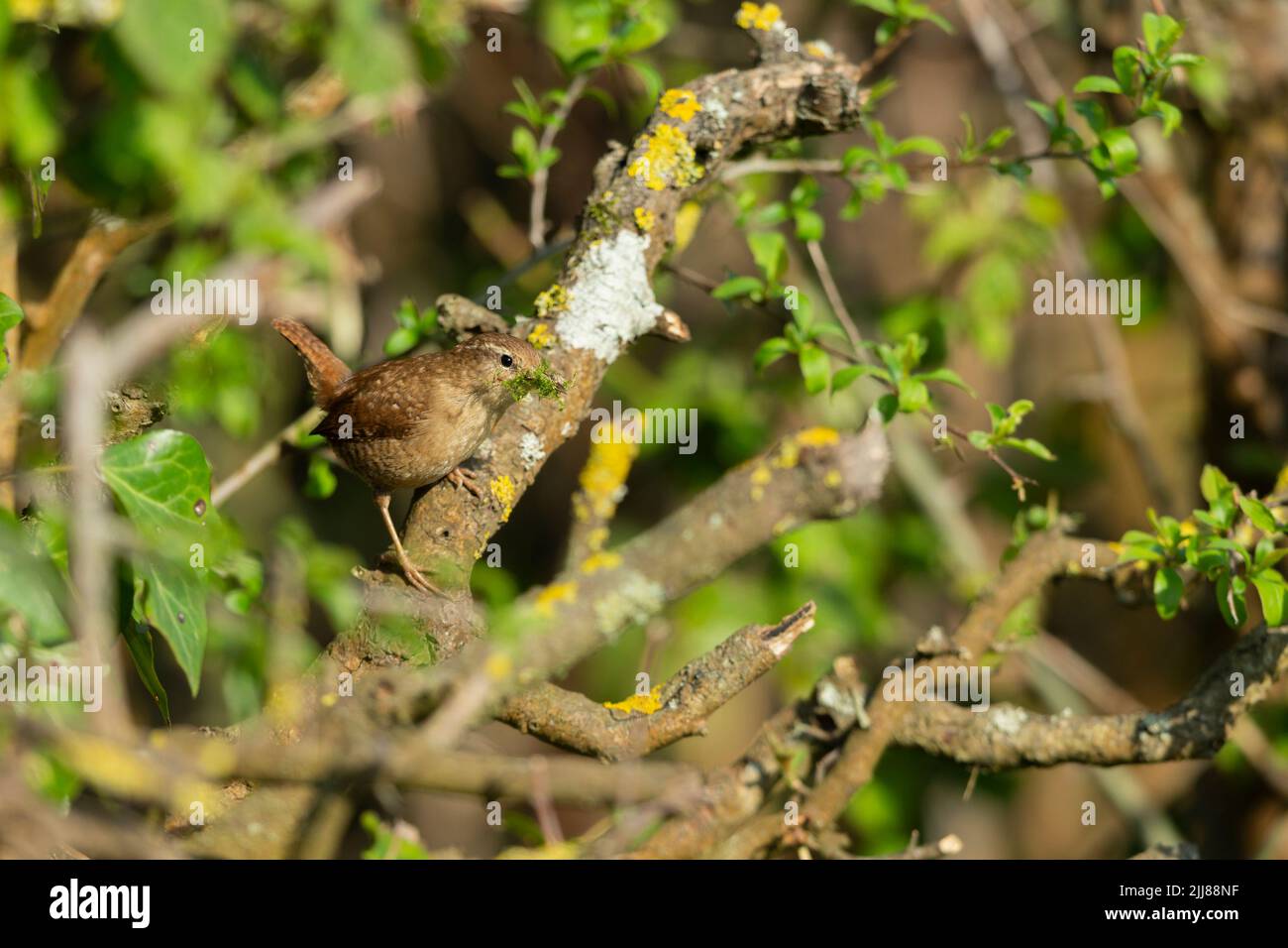 Uk wrens nest hi-res stock photography and images - Alamy