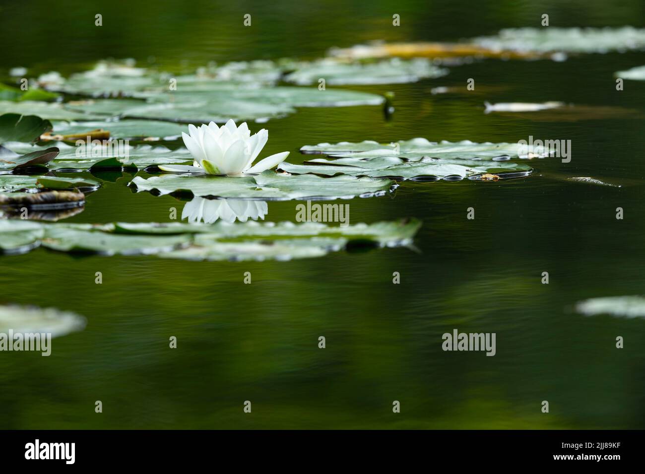 European white water lily Nymphaea alba, flowering, Bystock Pools ...