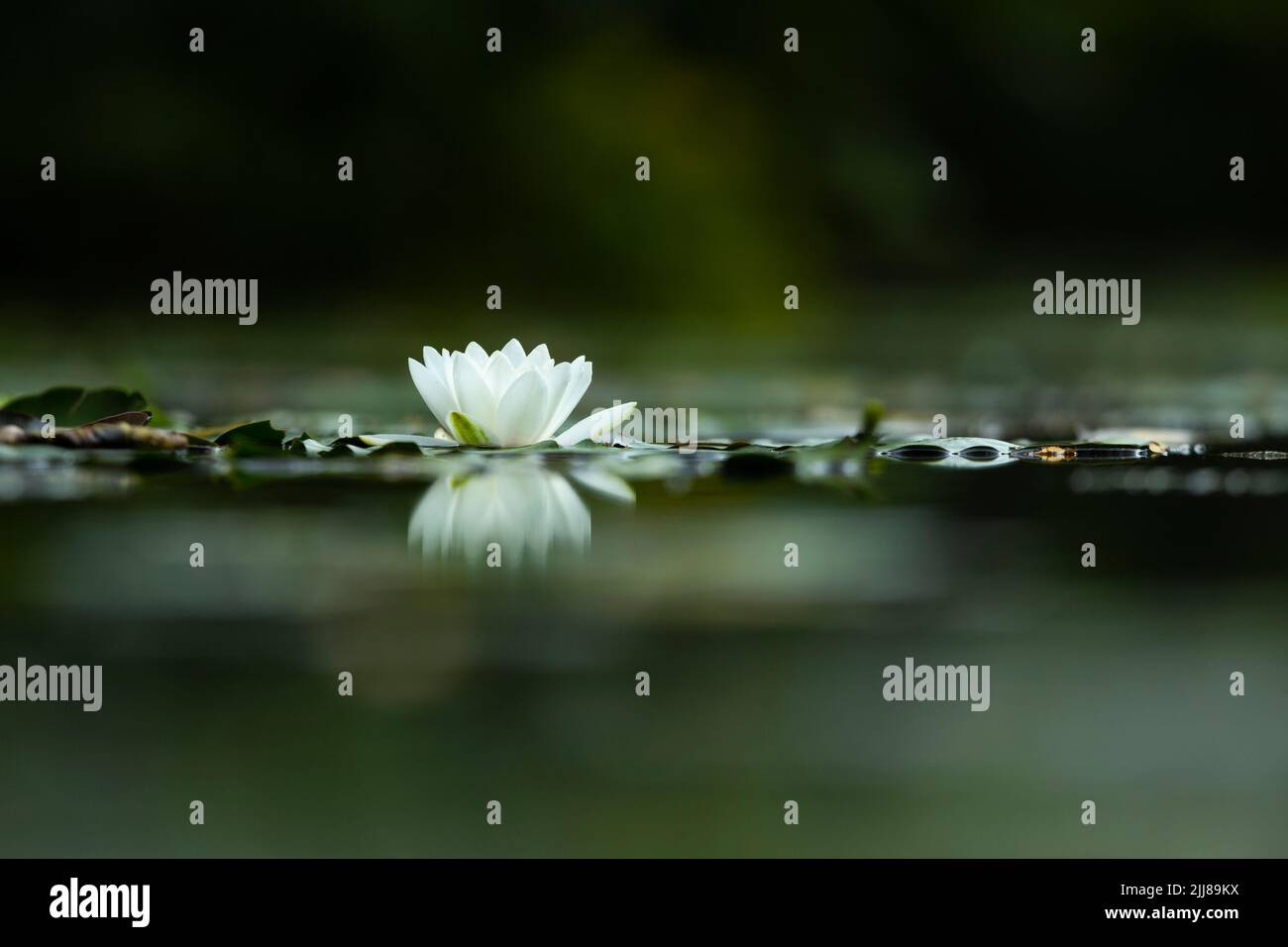 European white water lily Nymphaea alba, flowering, Bystock Pools ...