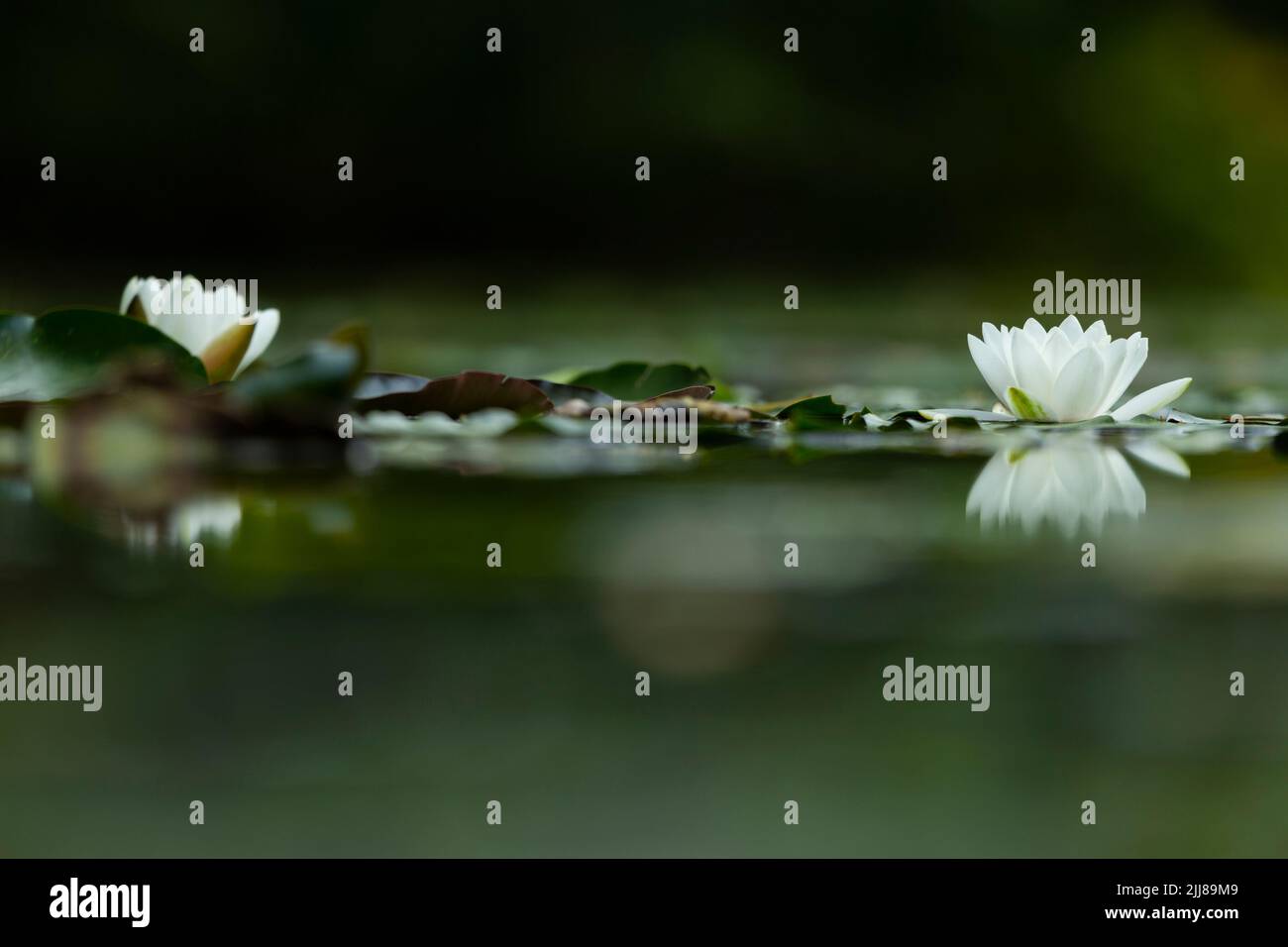 European white water lily Nymphaea alba, flowering, Bystock Pools ...