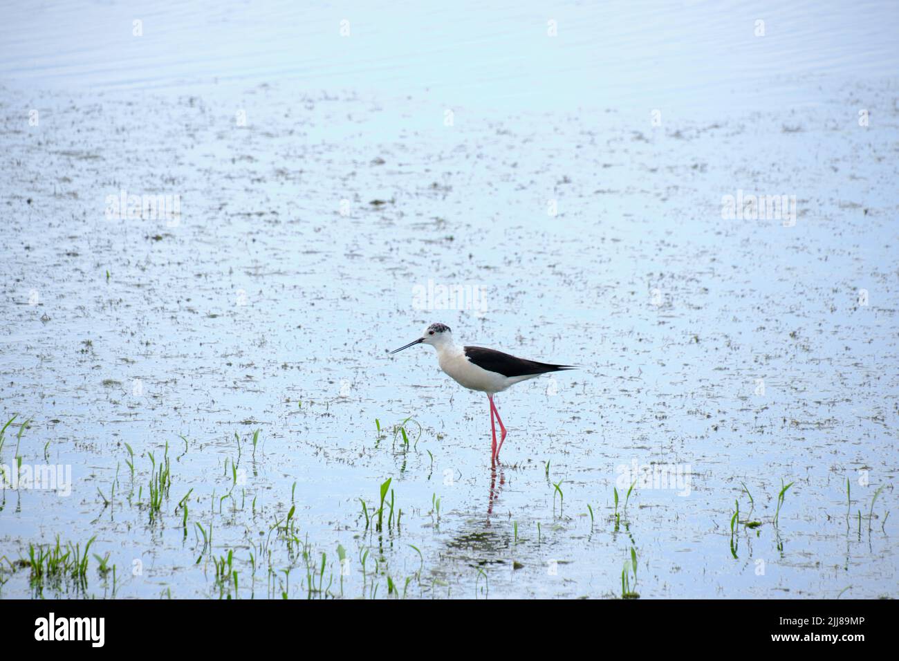 Stilt walker is a bird of the shiloklyuvkov family, listed in the Red ...