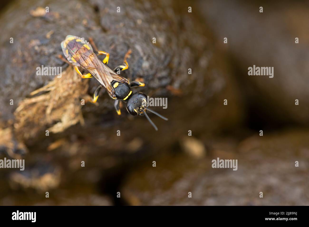 Field digger wasp Mellinus arvensis, guarding dung, Dalditch Plantation ...