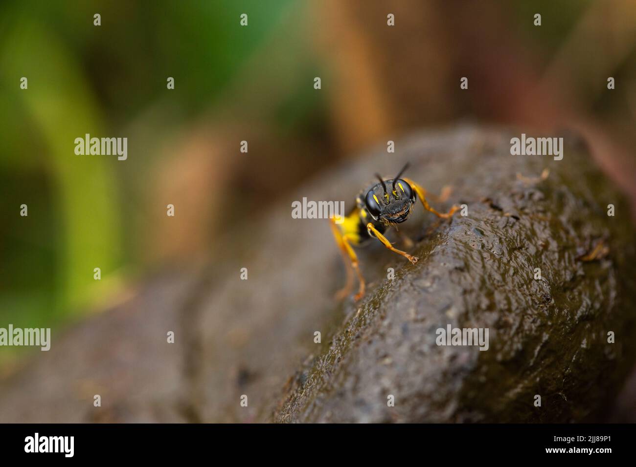 Field digger wasp Mellinus arvensis, guarding dung, Dalditch Plantation ...
