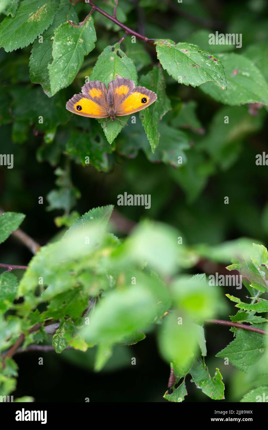 Female gatekeeper hi-res stock photography and images - Alamy