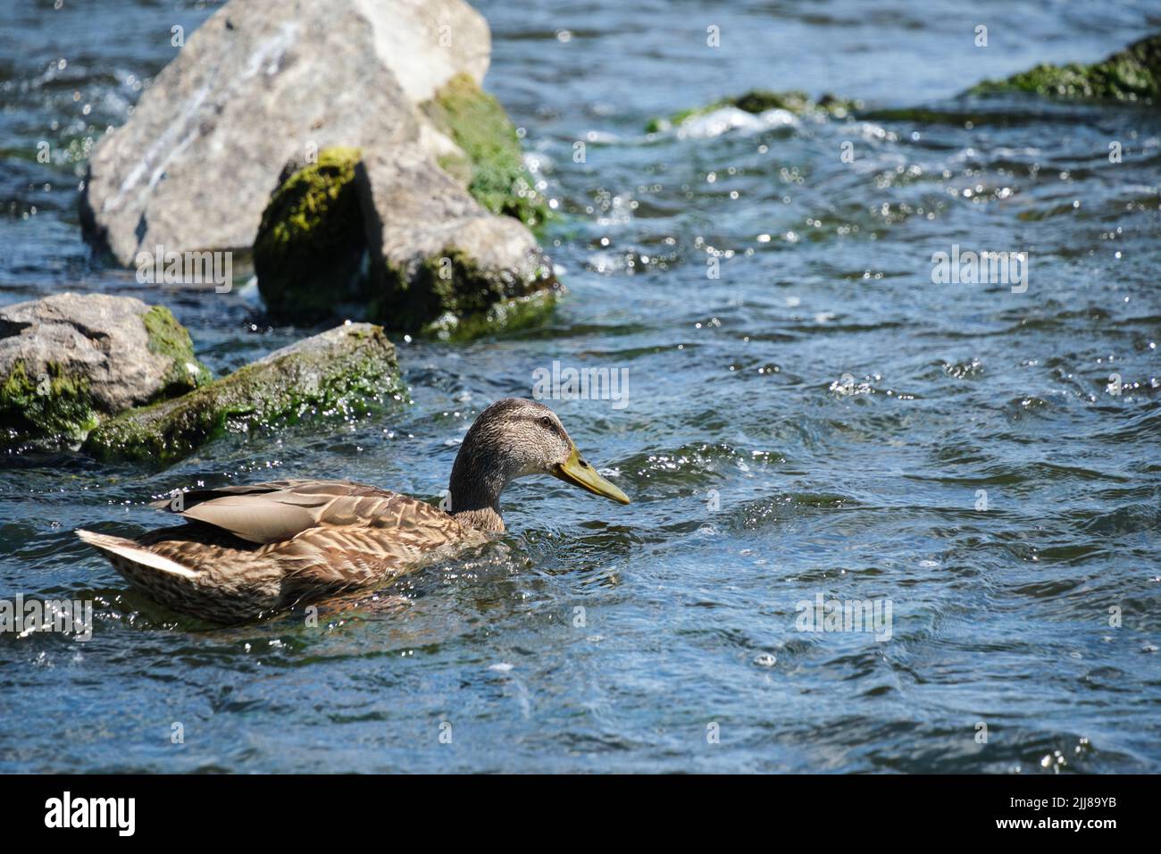 We swim against the current hi-res stock photography and images - Alamy